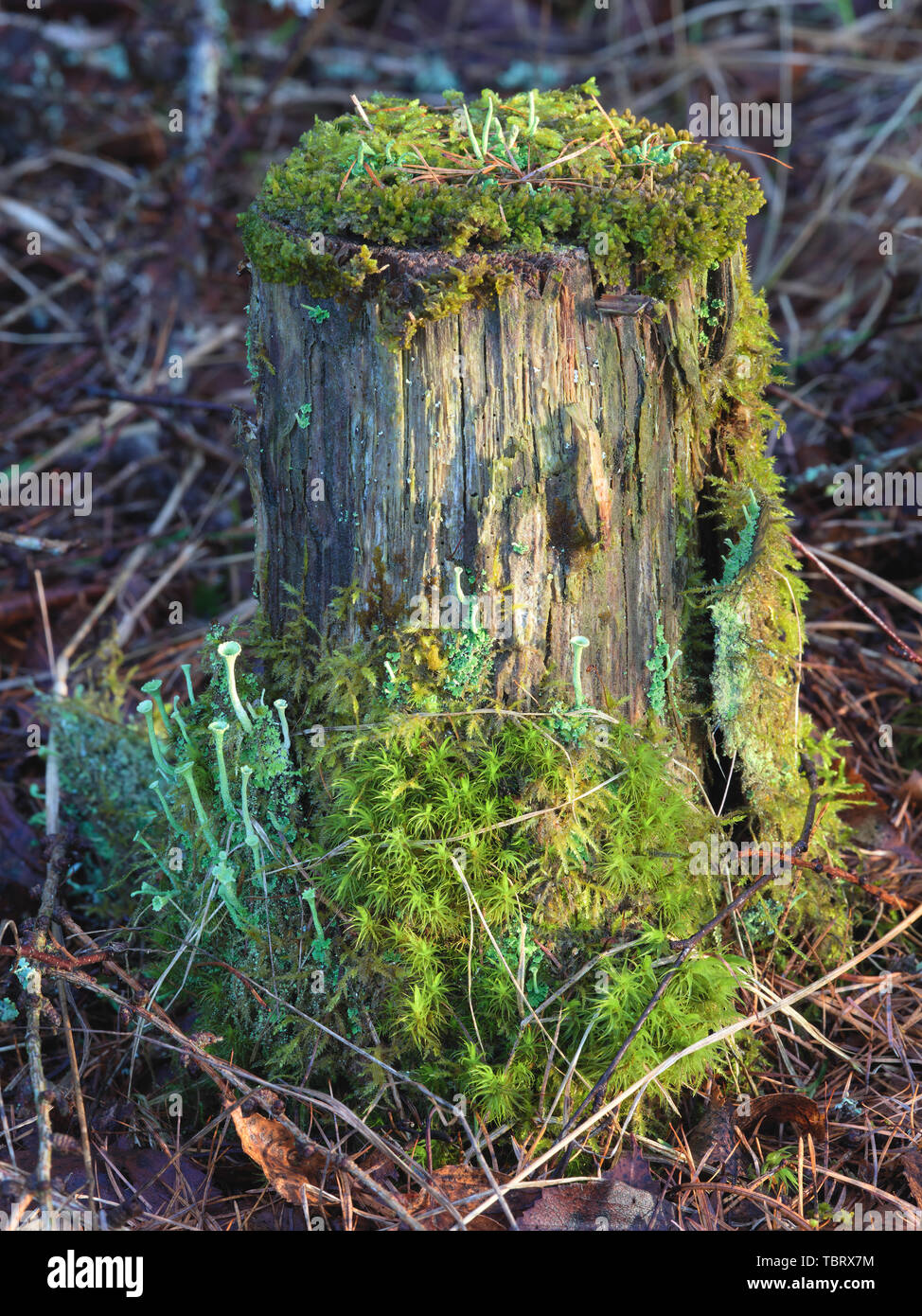 Sidelit overgrown tree stump Stock Photo - Alamy