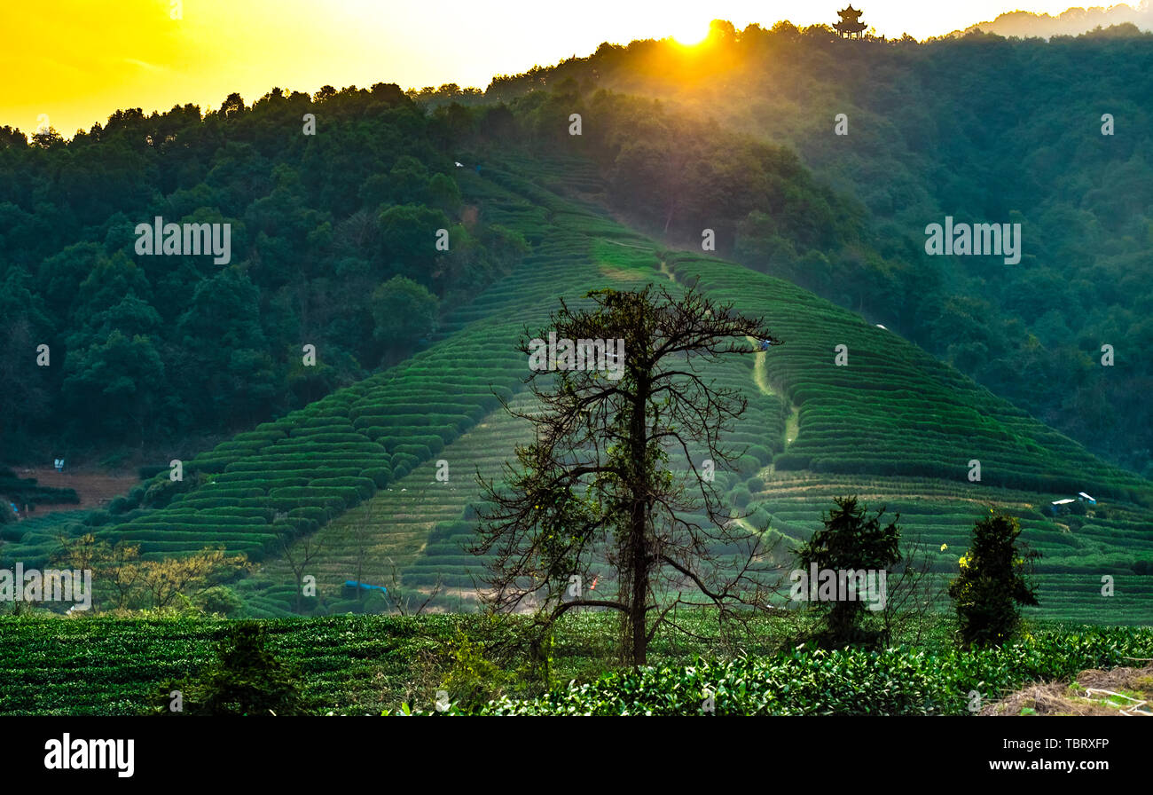 Grazing tea garden hi-res stock photography and images - Alamy