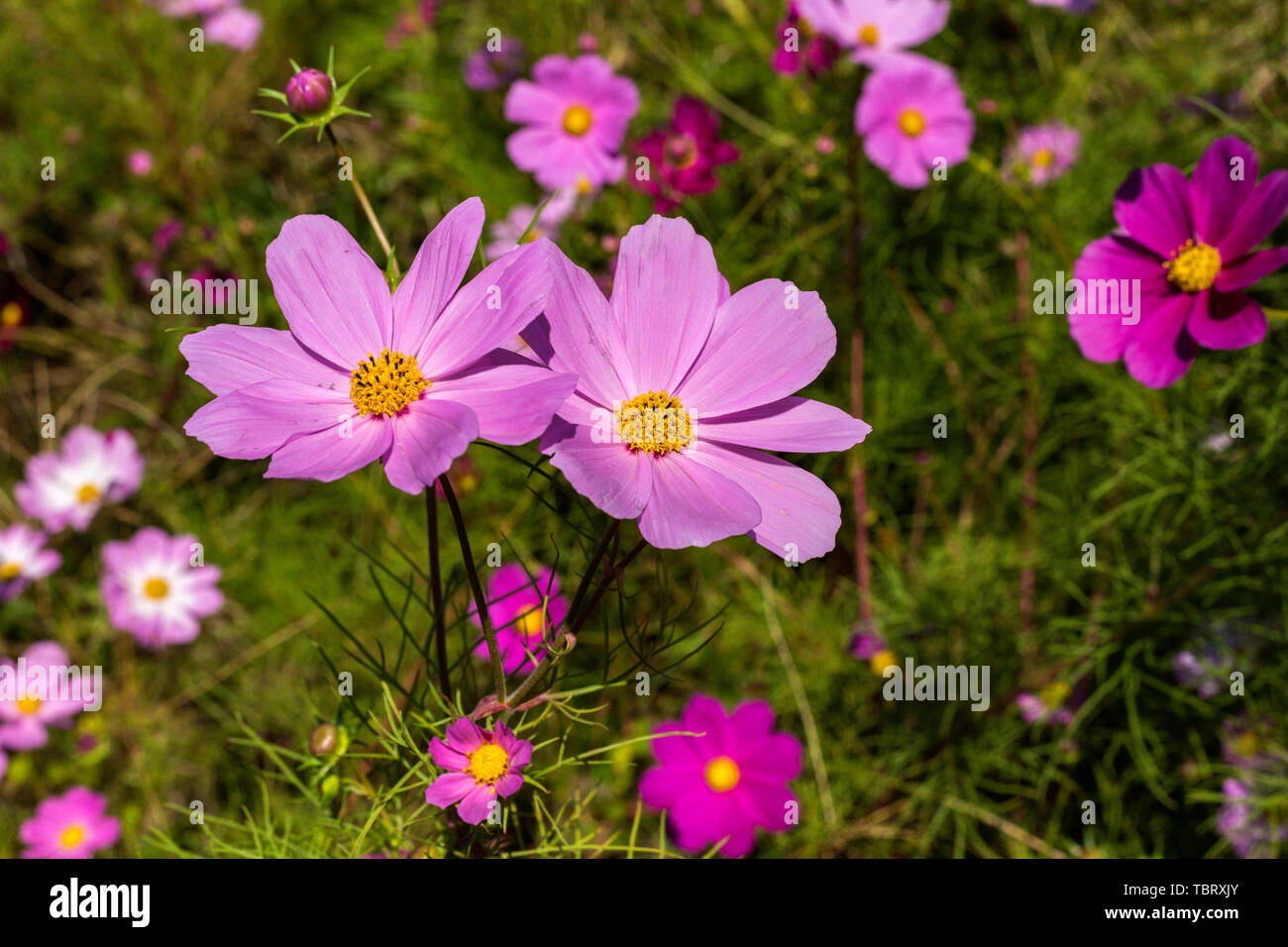 The blooming Gesang flowers Stock Photo - Alamy