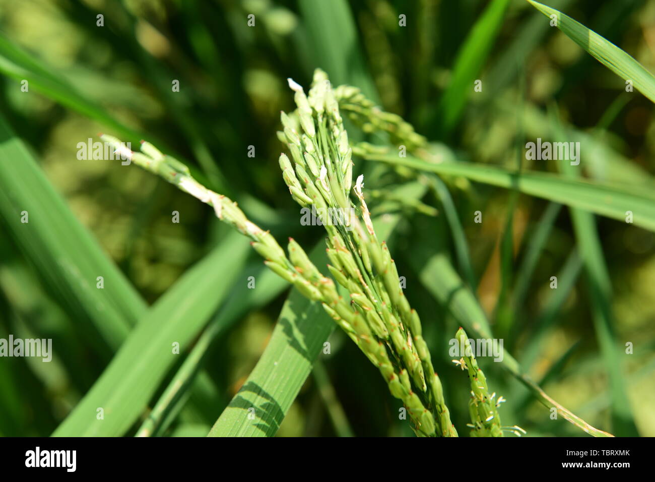 Rice spike paddy field, rice Stock Photo - Alamy