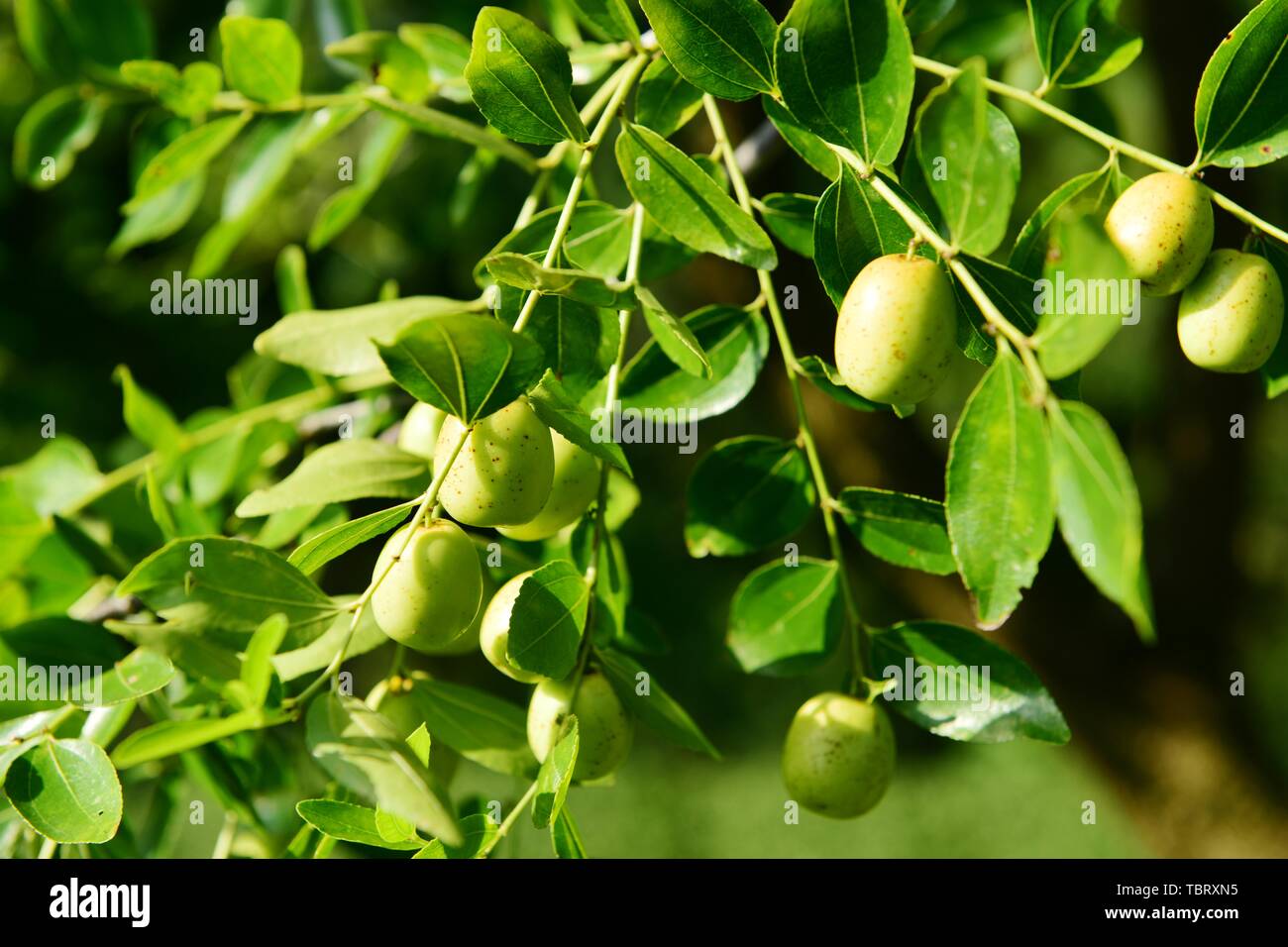 Jujube hanging with tree hi-res stock photography and images - Alamy