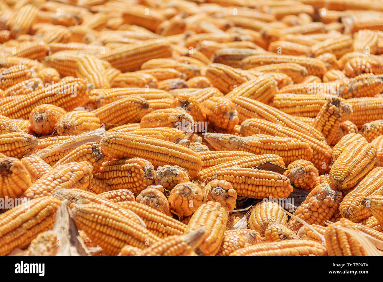 Corn desserts hi-res stock photography and images - Alamy