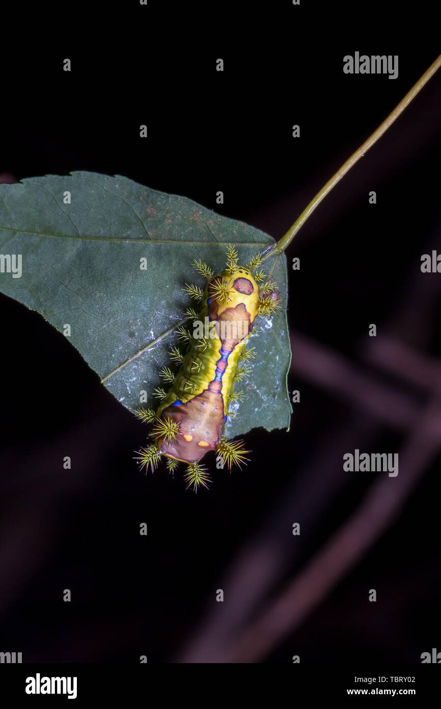 Larvae of various moths Stock Photo - Alamy