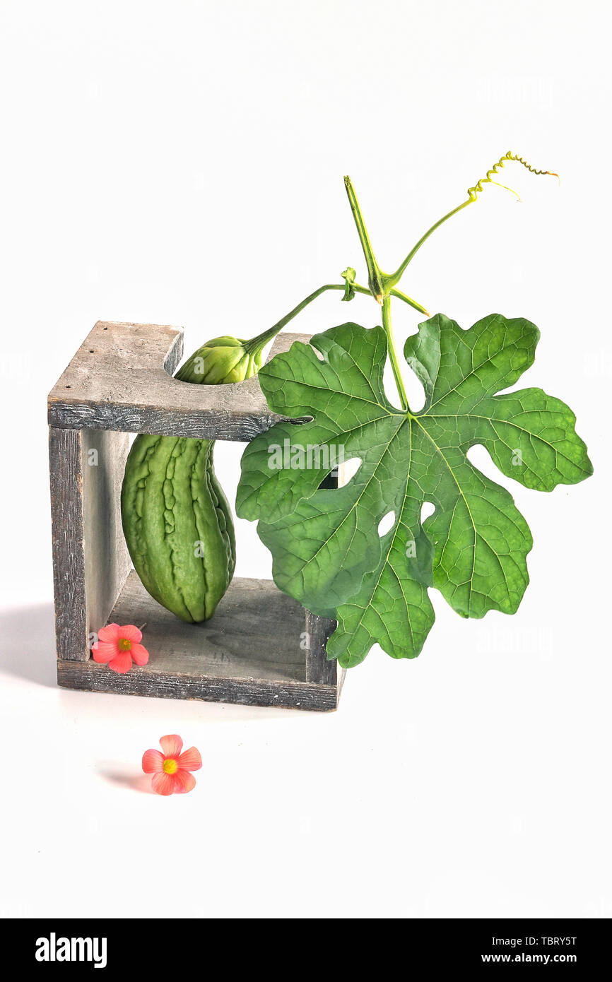 Balsam plants Cut Out Stock Images & Pictures - Alamy