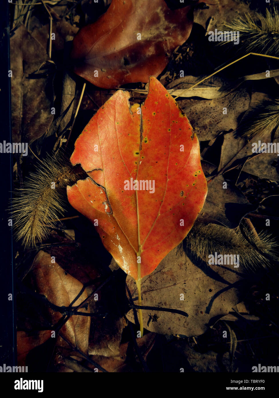 Fall fallen leaves of autumn Stock Photo - Alamy