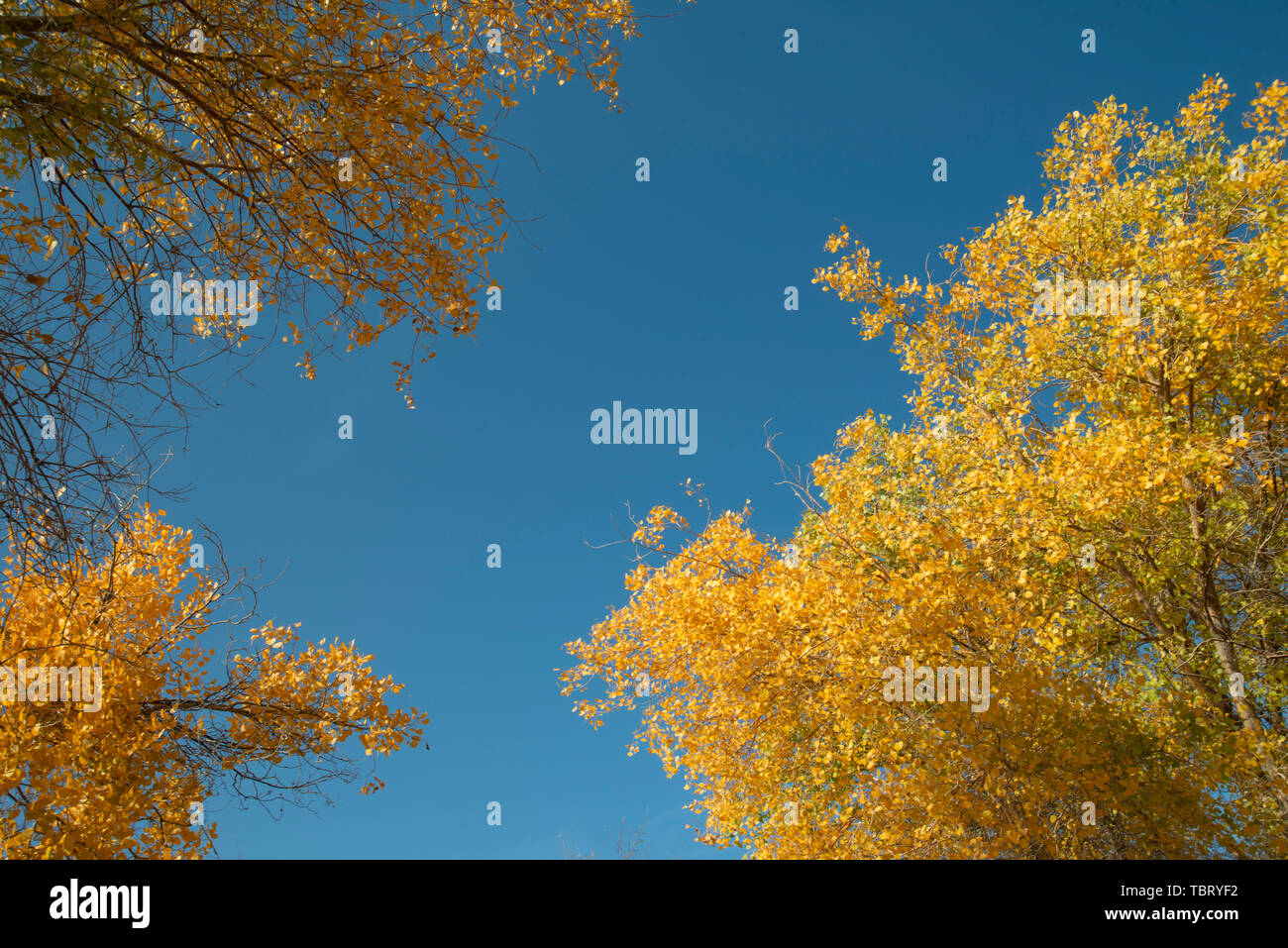 Lin your autumn hi-res stock photography and images - Alamy
