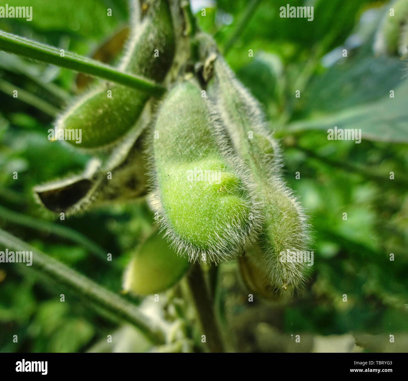 Leaves of soybeans and soybeans Stock Photo - Alamy