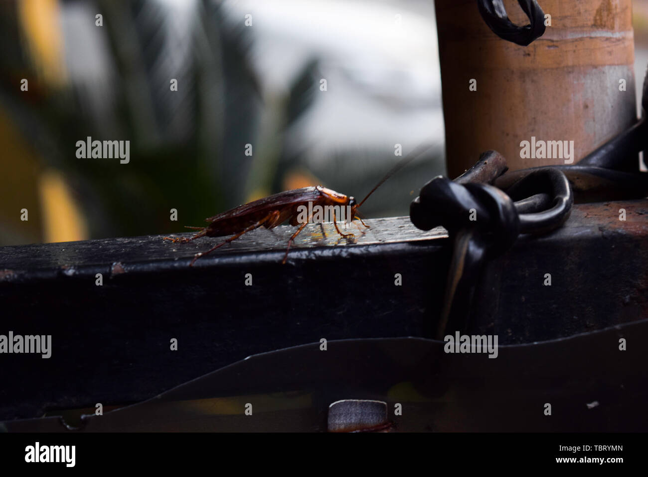Dying cockroach crawling around the fence Stock Photo - Alamy