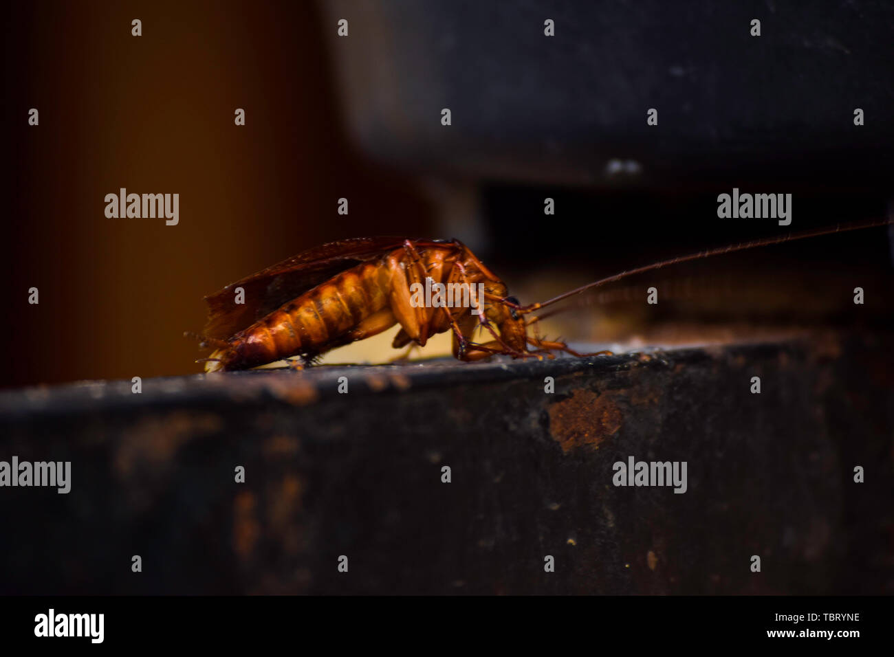 Dying cockroach crawling around the fence Stock Photo - Alamy