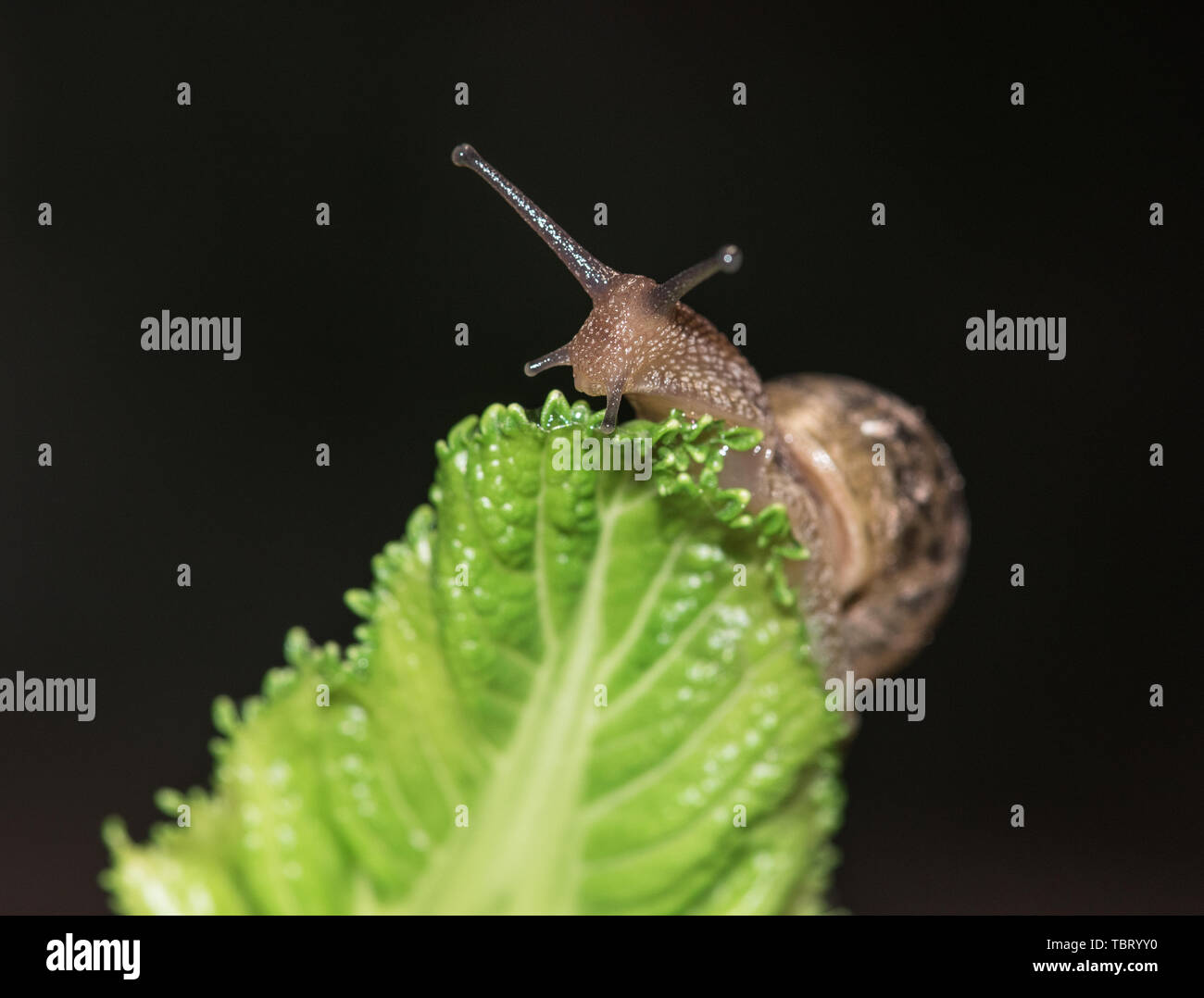 Snail and green vegetable leaves Stock Photo - Alamy