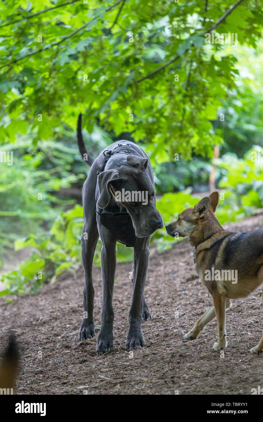 Multiple types of pet dogs Stock Photo - Alamy