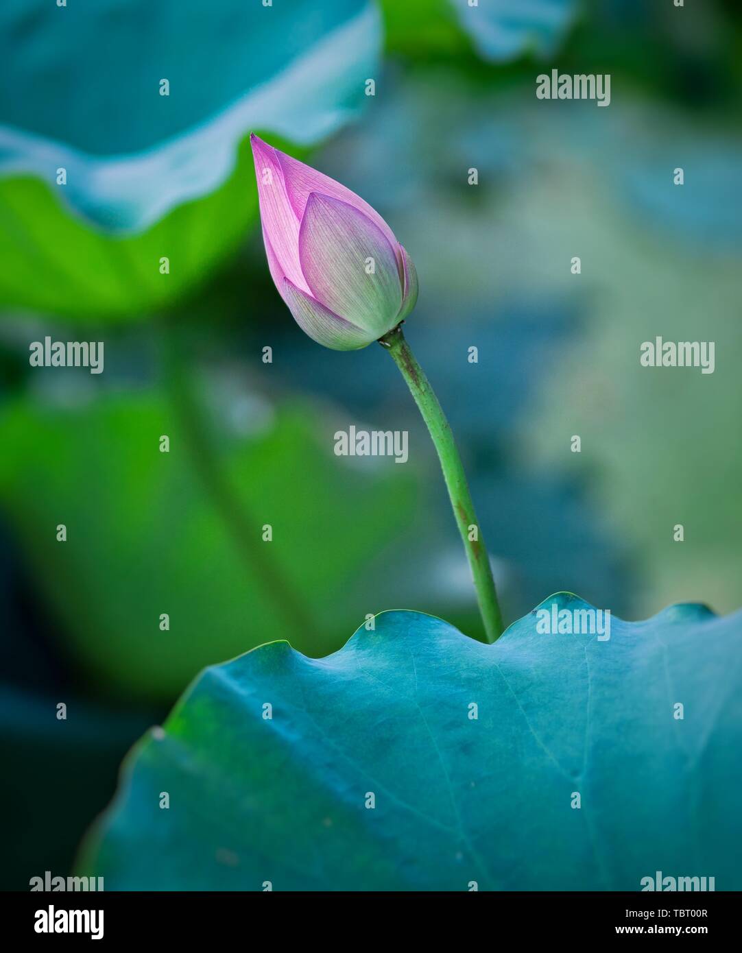 Bajiao hi-res stock photography and images - Alamy