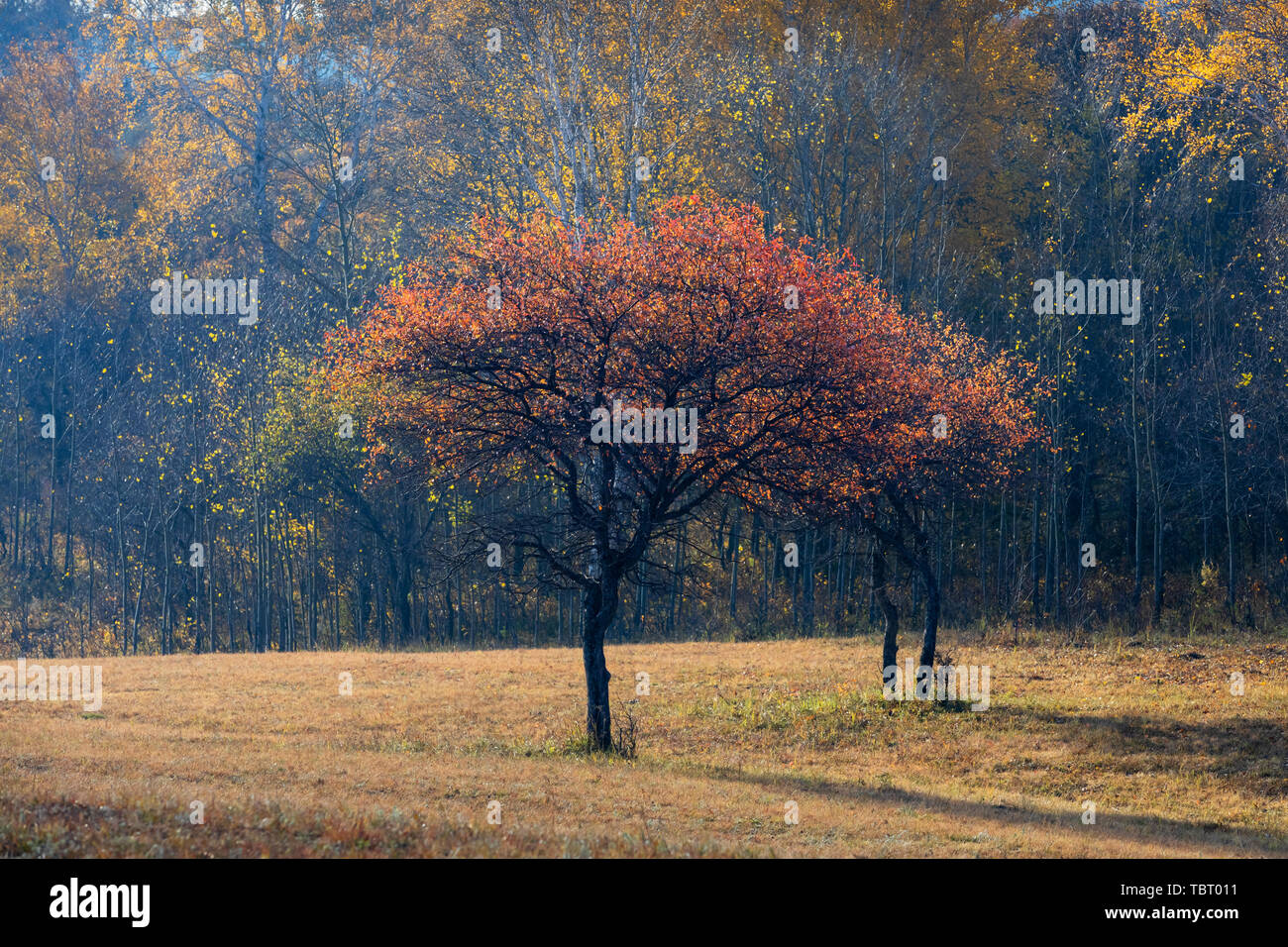 Autumn color on the dam Stock Photo - Alamy