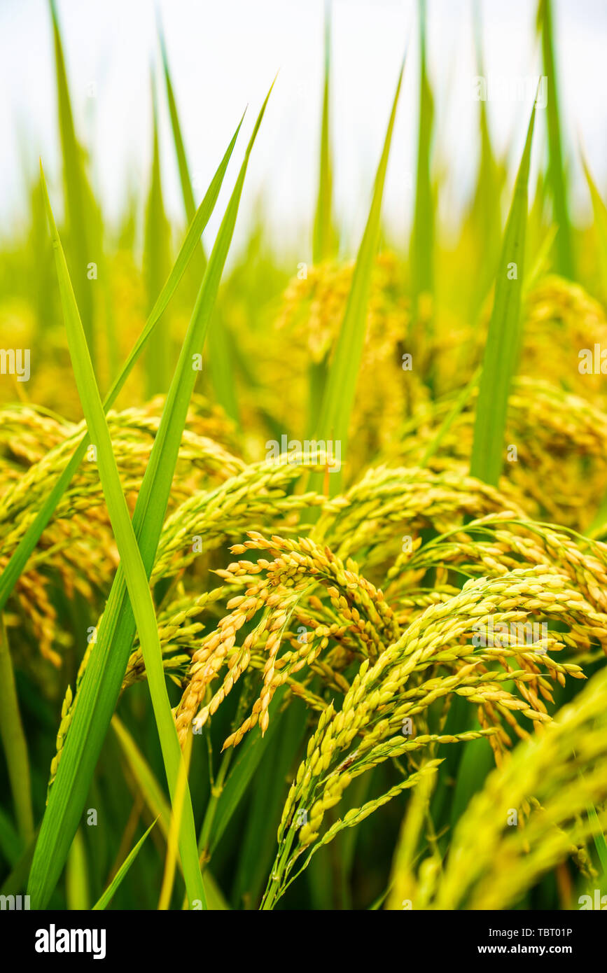 Dry rice, rice, grain harvest Stock Photo - Alamy