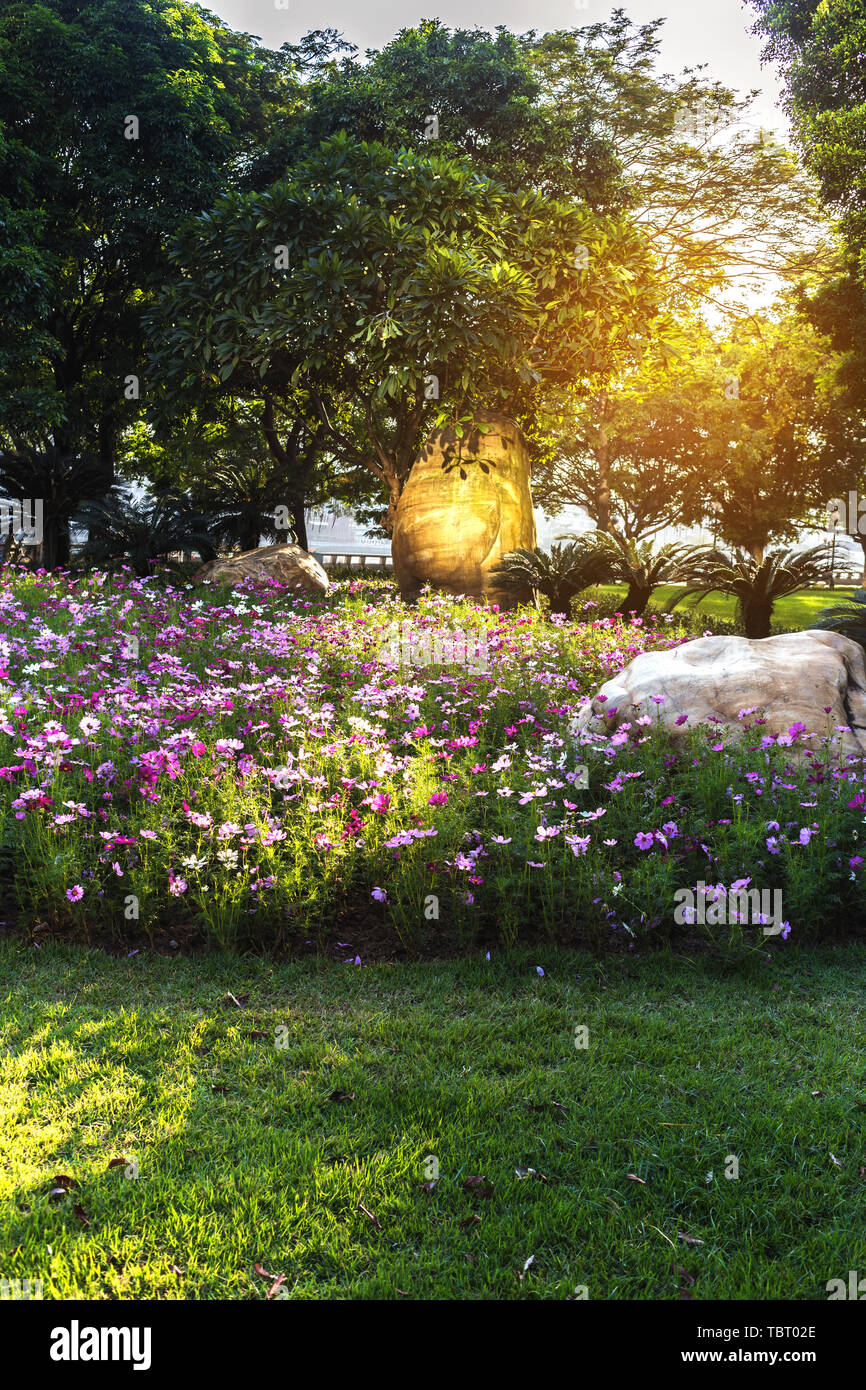 The blooming Gesang flowers Stock Photo - Alamy