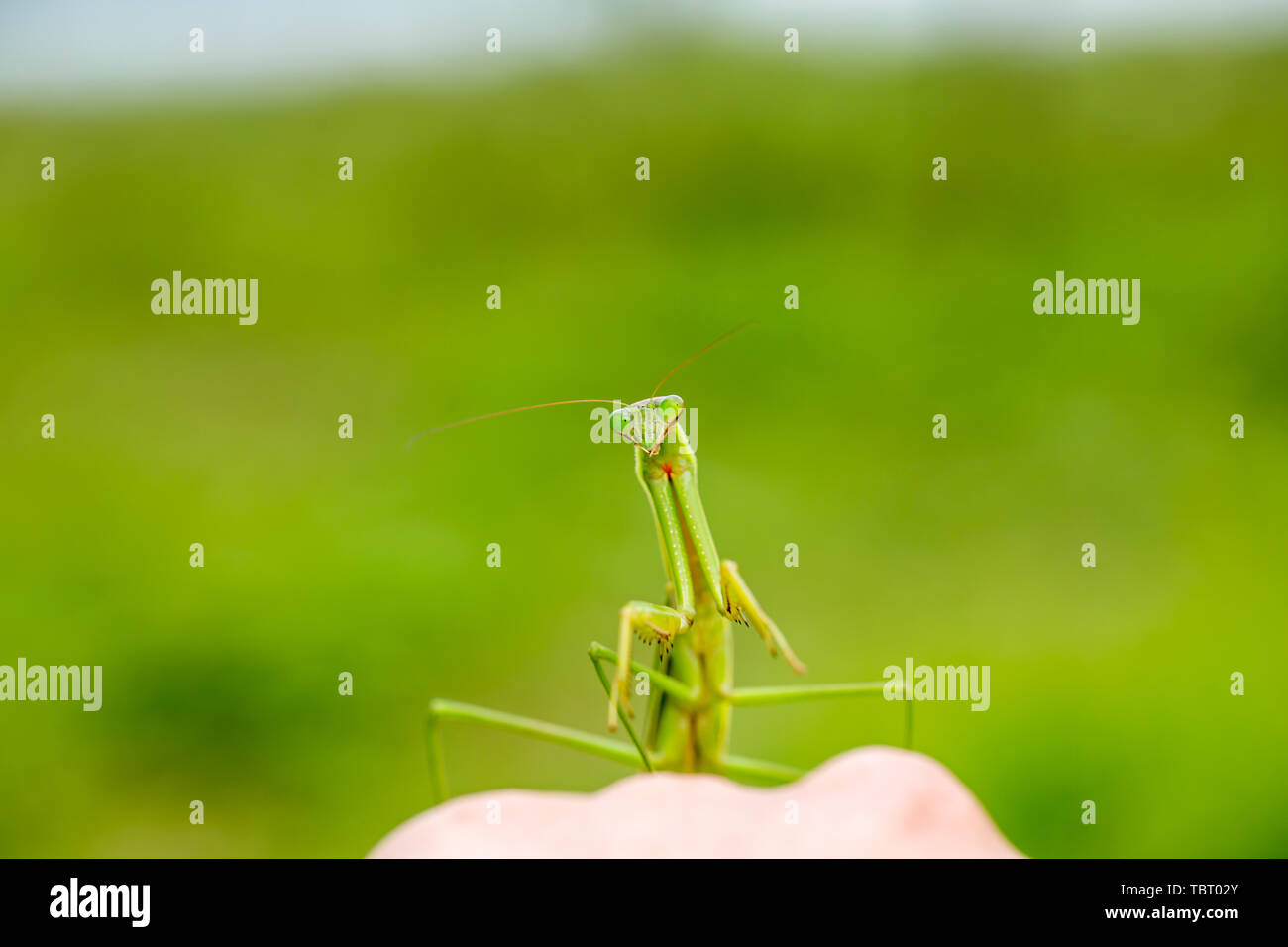 Hunters knives hi-res stock photography and images - Alamy