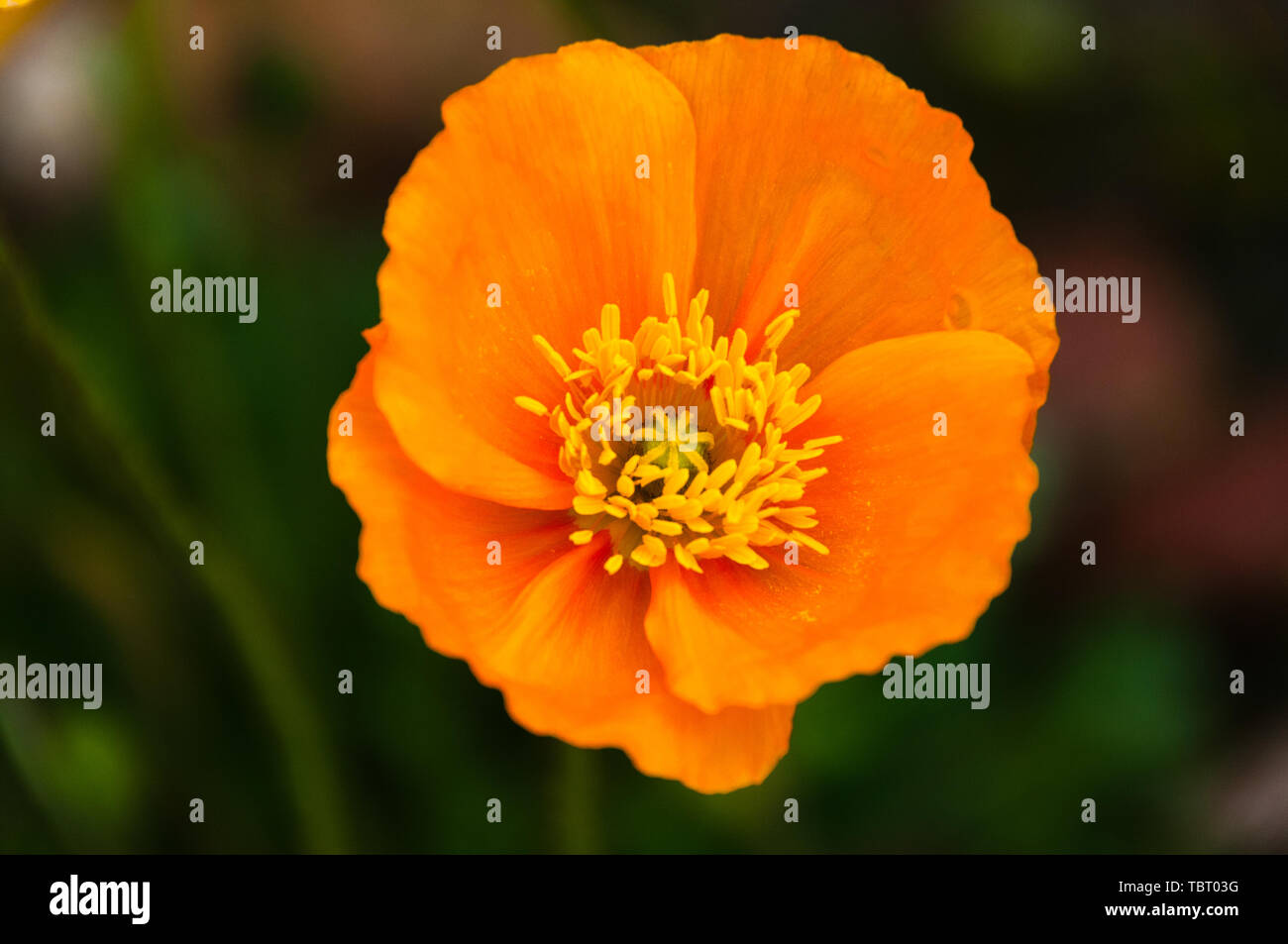 The wild poppy of the Narati prairie Stock Photo - Alamy