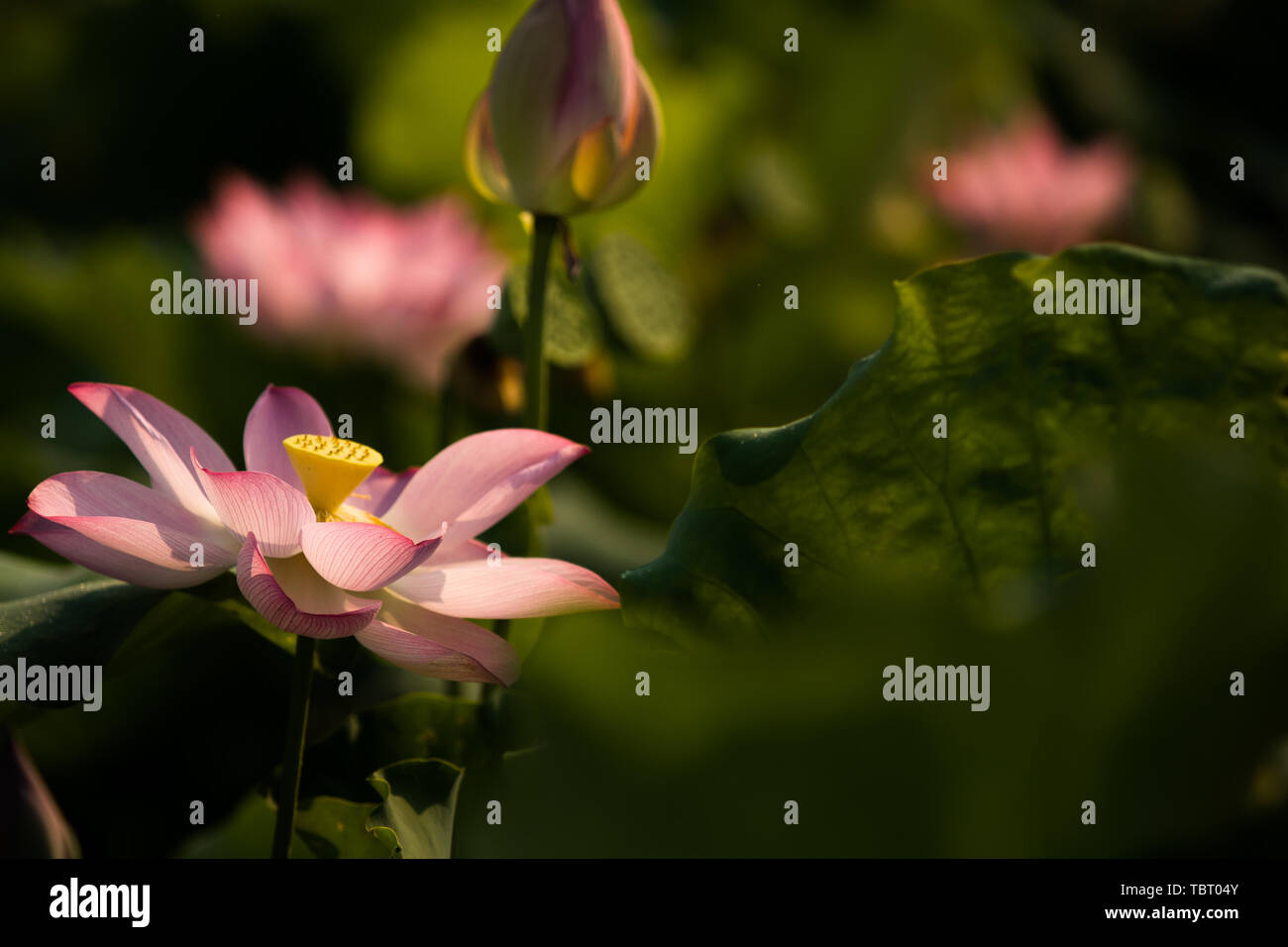 Flowers leaves lotus plants no one garden garden pond hi-res stock ...