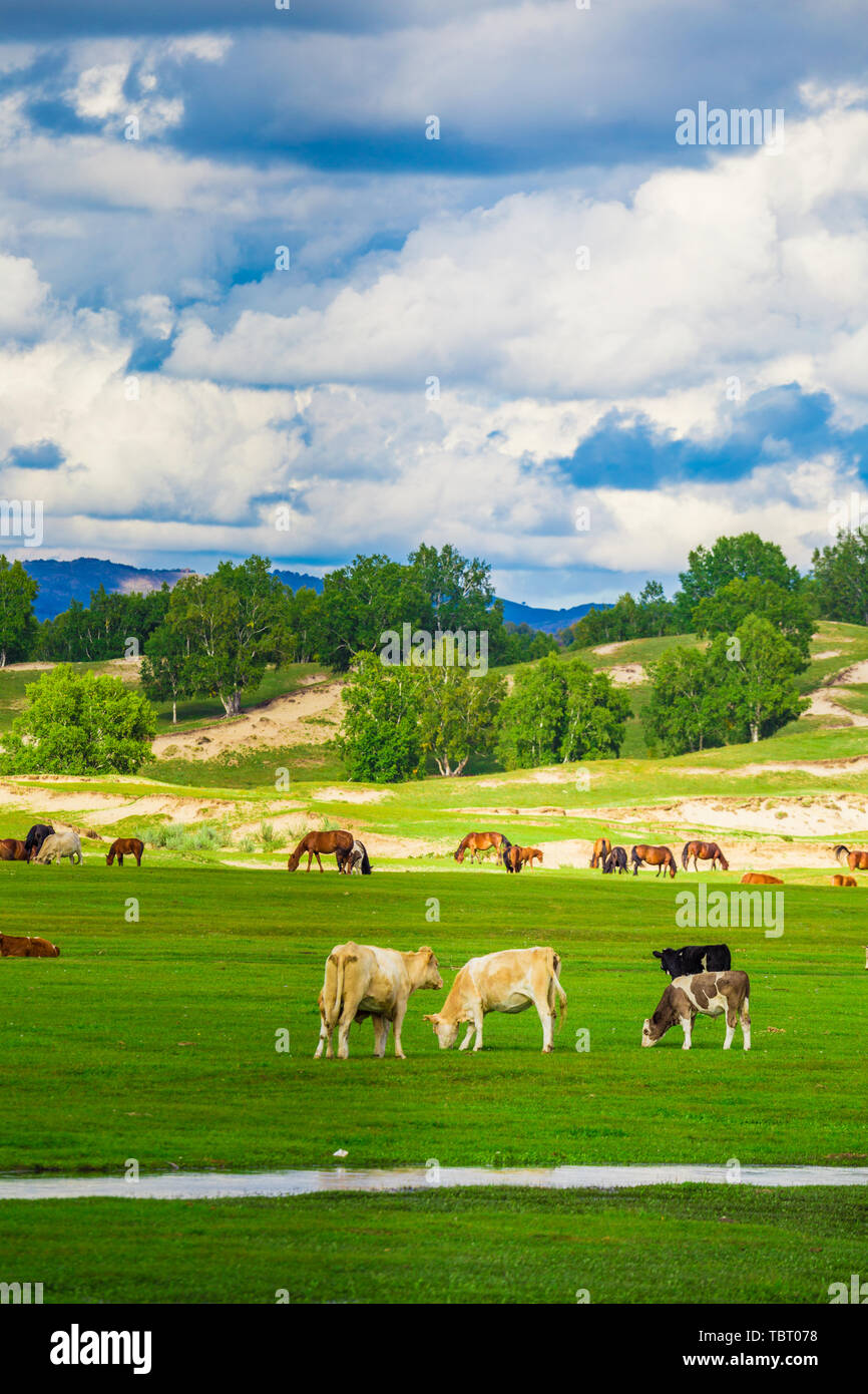 Lawn no one has mammals outdoor farm nature herding agriculture hi-res stock photography and ...