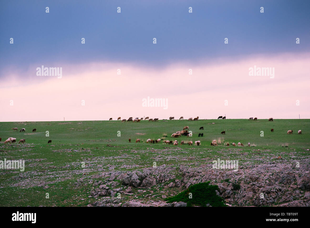 Vast pastures hi-res stock photography and images - Alamy