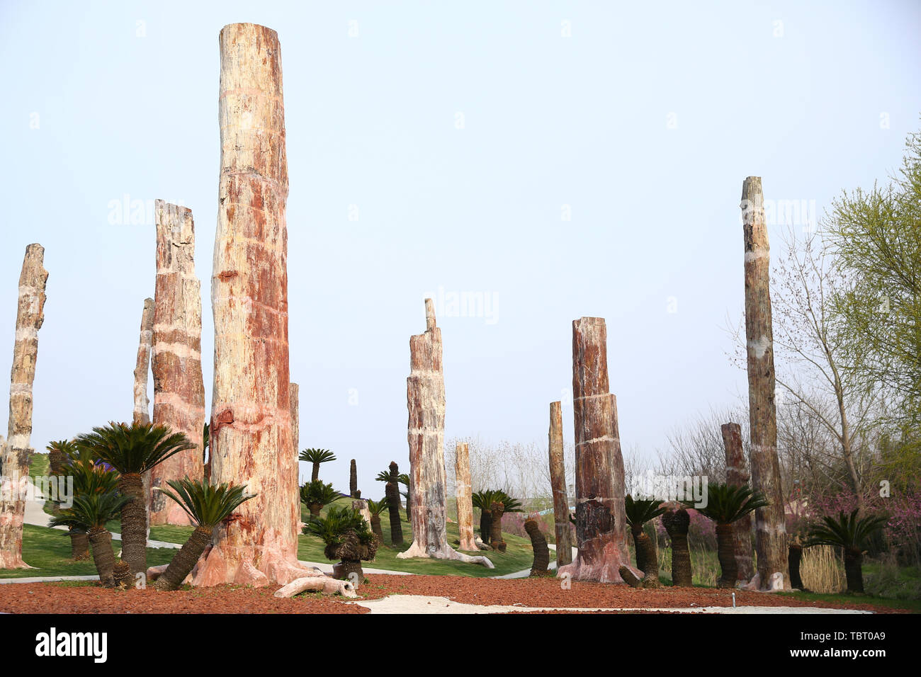 Stone forest ancient fossils silicized stone forest ancient wood ...