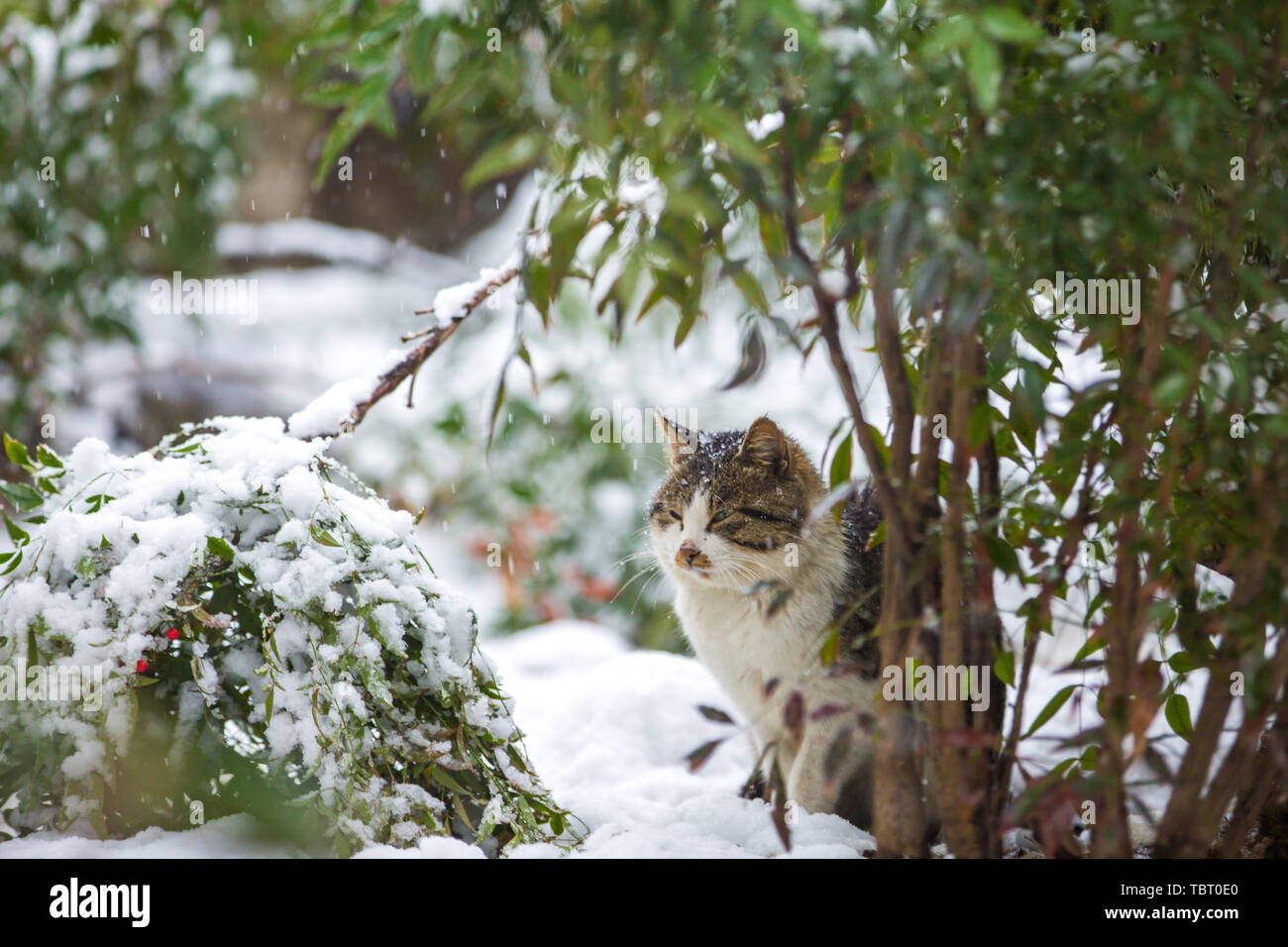 A wandering life Stock Photo - Alamy