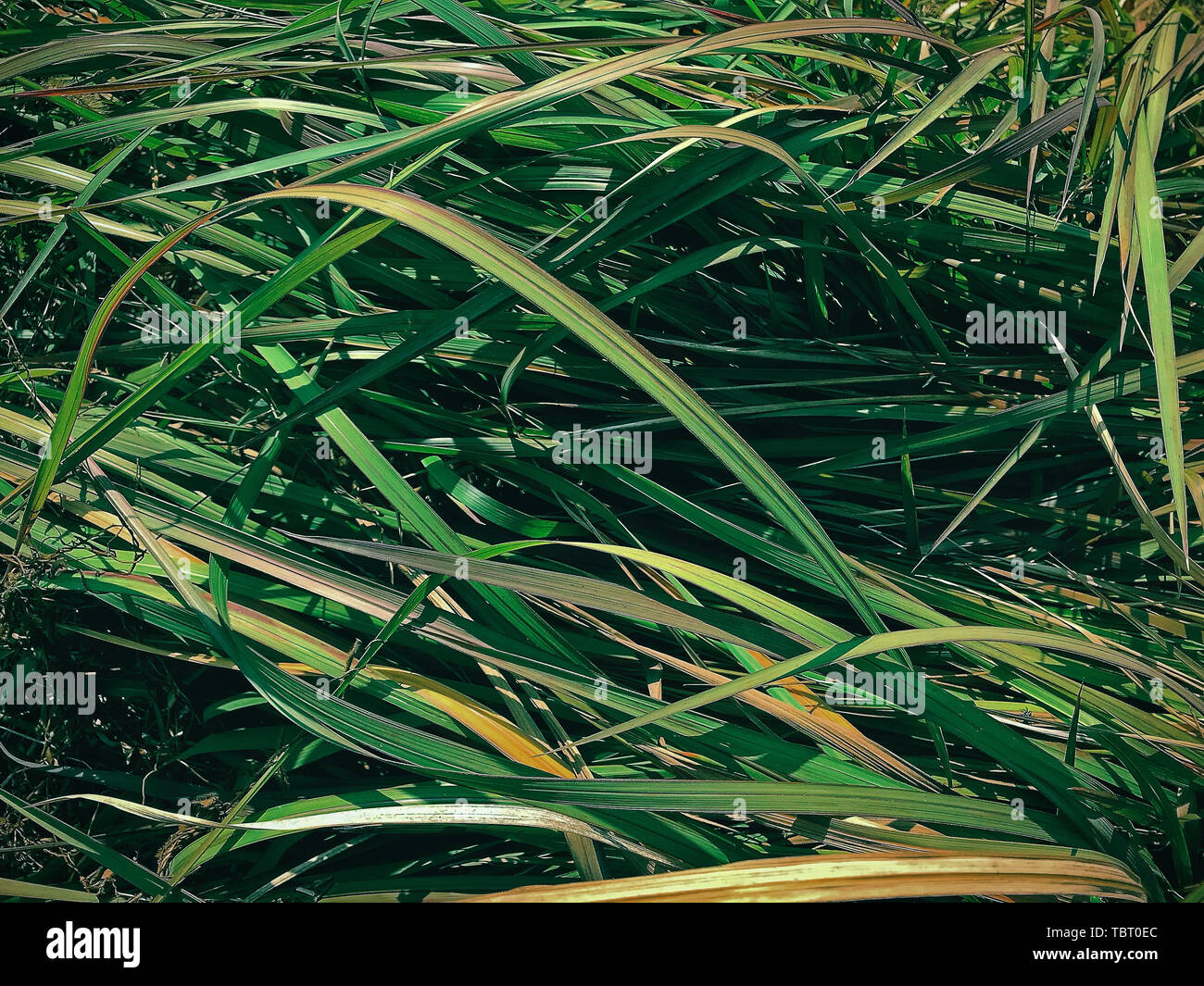 Autumn thatch texture Stock Photo - Alamy