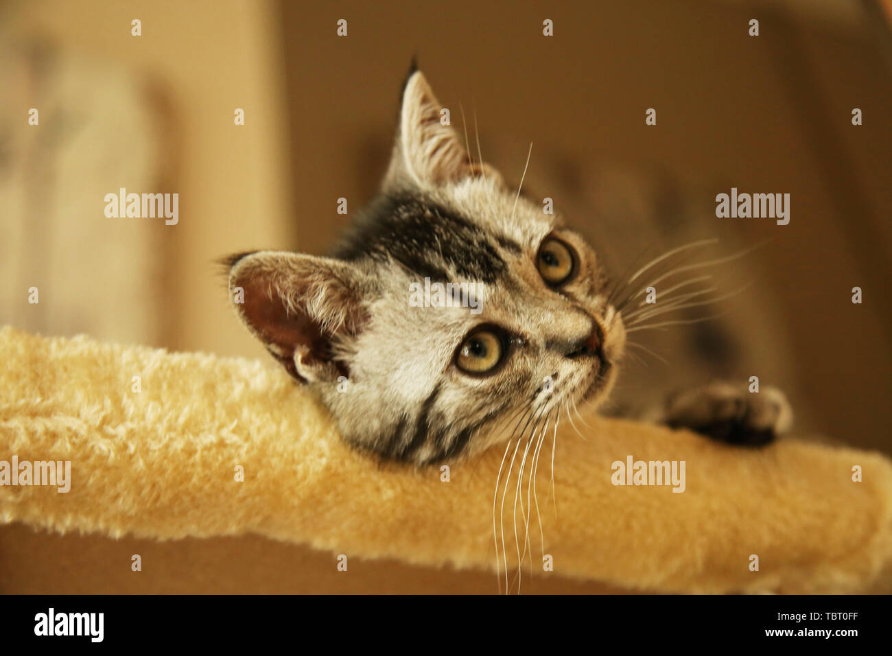 American short hair tabby cat hi-res stock photography and images - Alamy