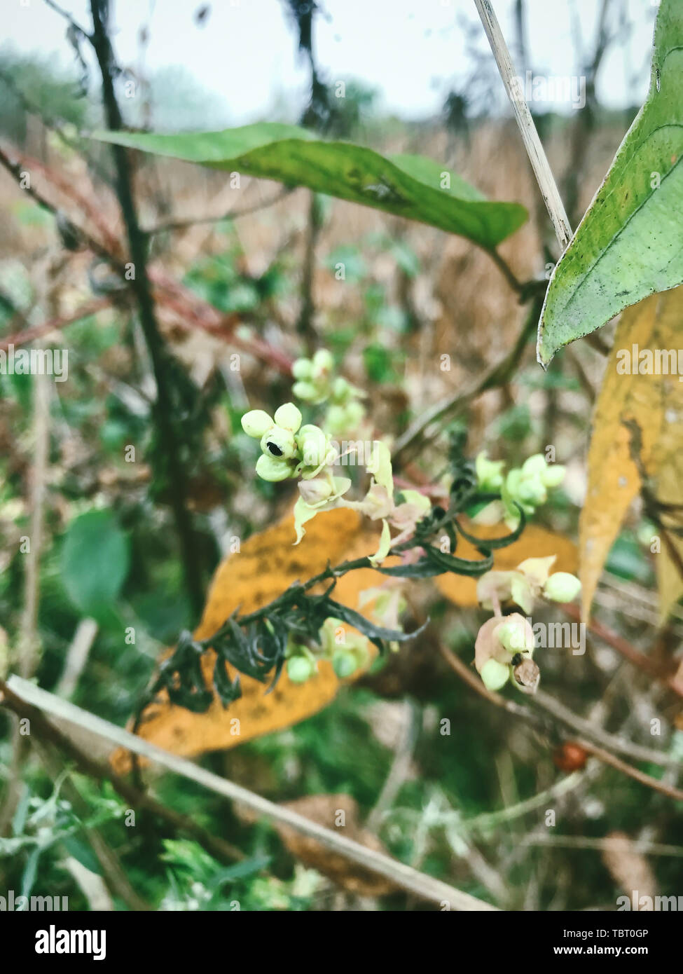 Red wild fruit Stock Photo - Alamy