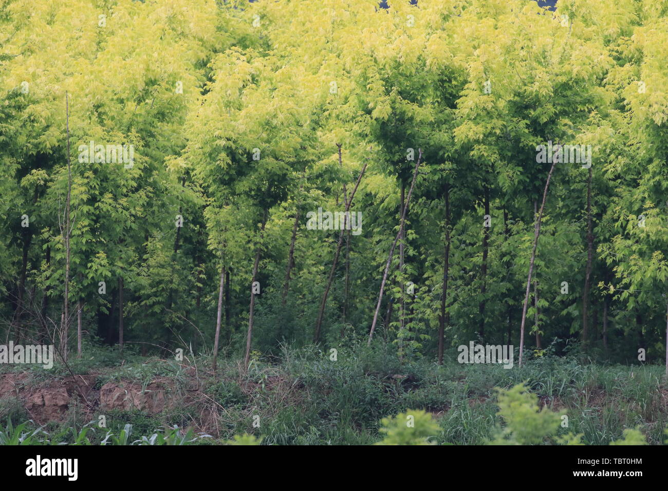 Rural trees and plants planting grain hi-res stock photography and ...