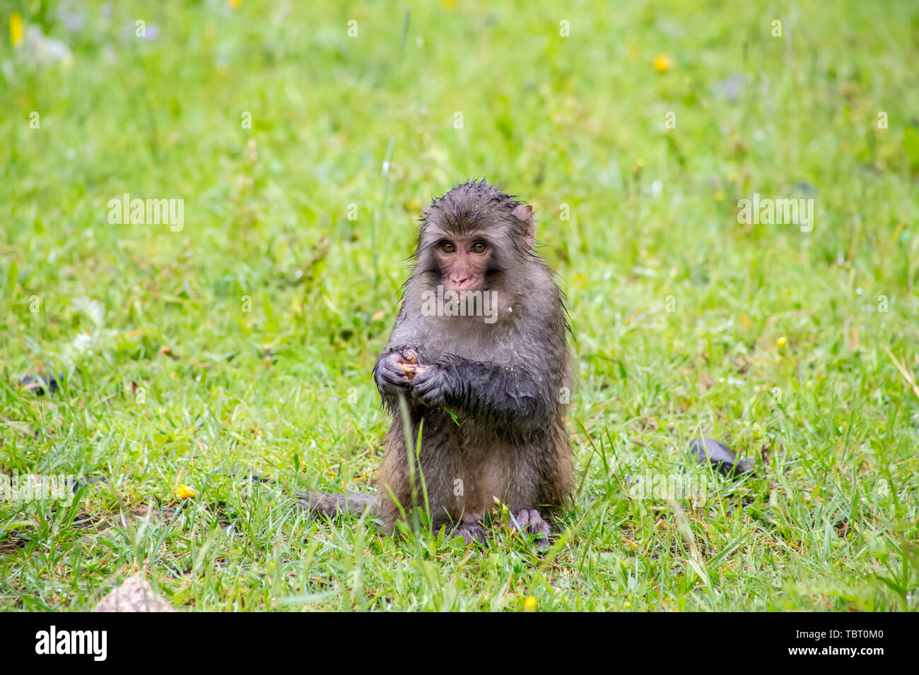 Tibetan macaque monkeys hi-res stock photography and images - Alamy