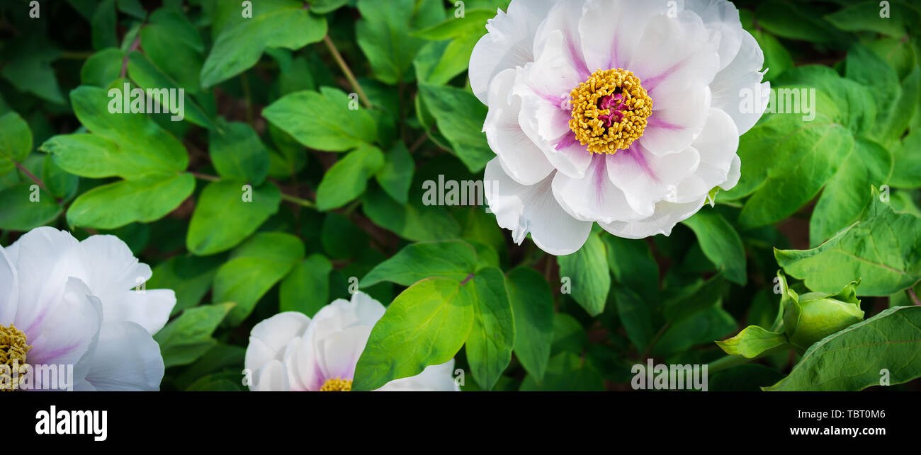 Luoyang peonies and flowers hi-res stock photography and images - Alamy