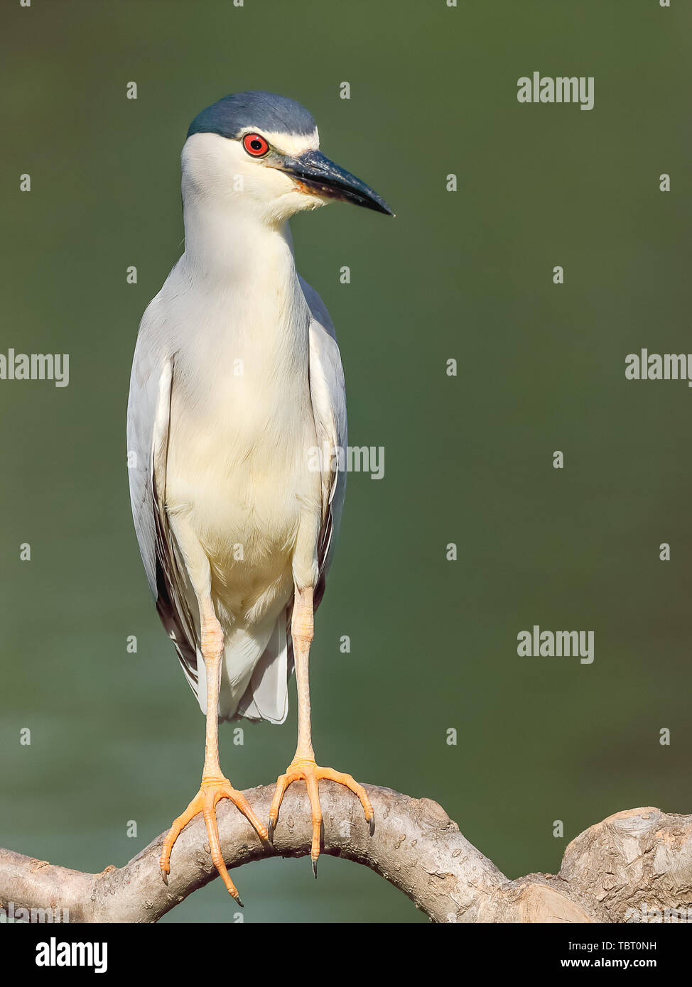 Birdwatching portraits hi-res stock photography and images - Alamy