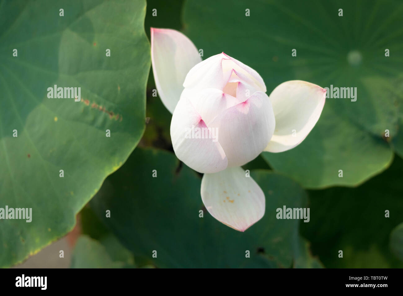 Lily foreign aquatic plants and plants hi-res stock photography and ...