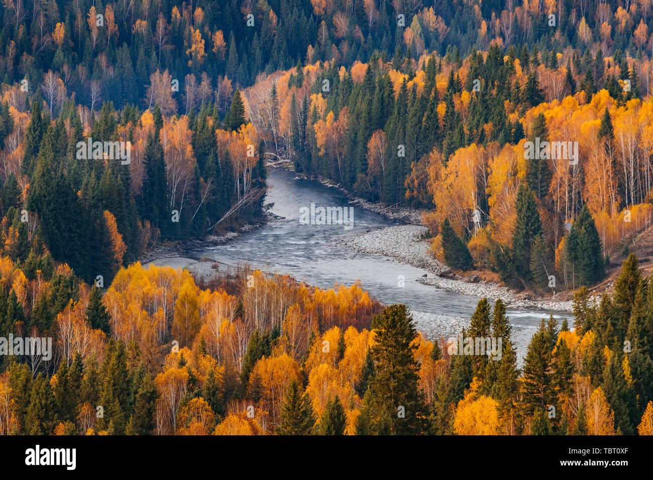 Maple leaf forests on both sides of the river Stock Photo - Alamy