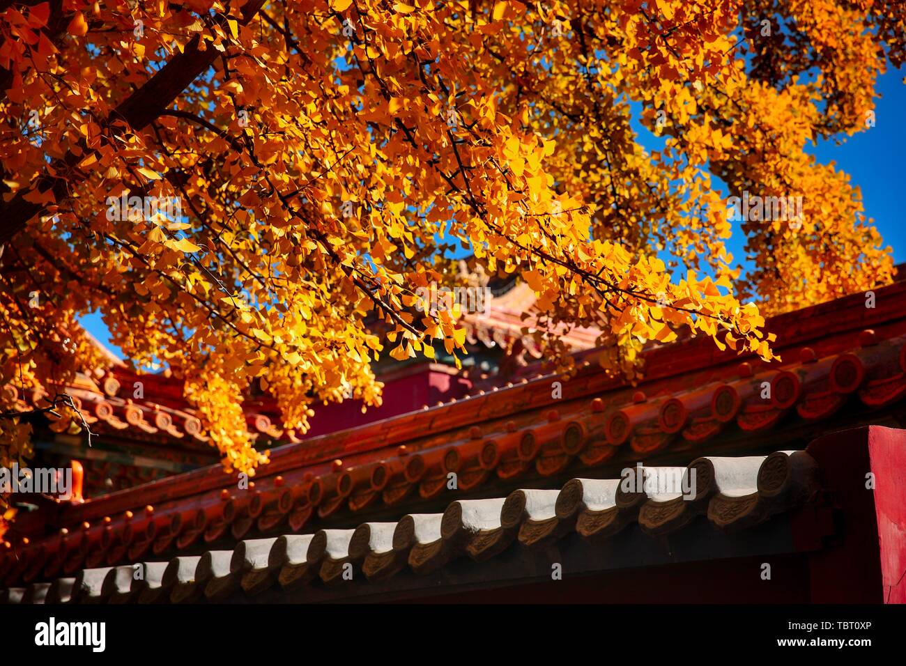 Autumn at the Imperial Palace in Beijing Stock Photo - Alamy