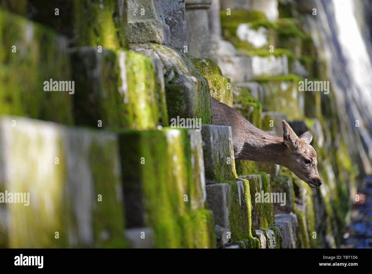 Mount Fuji, Osaka, Tokyo, Japan Stock Photo - Alamy