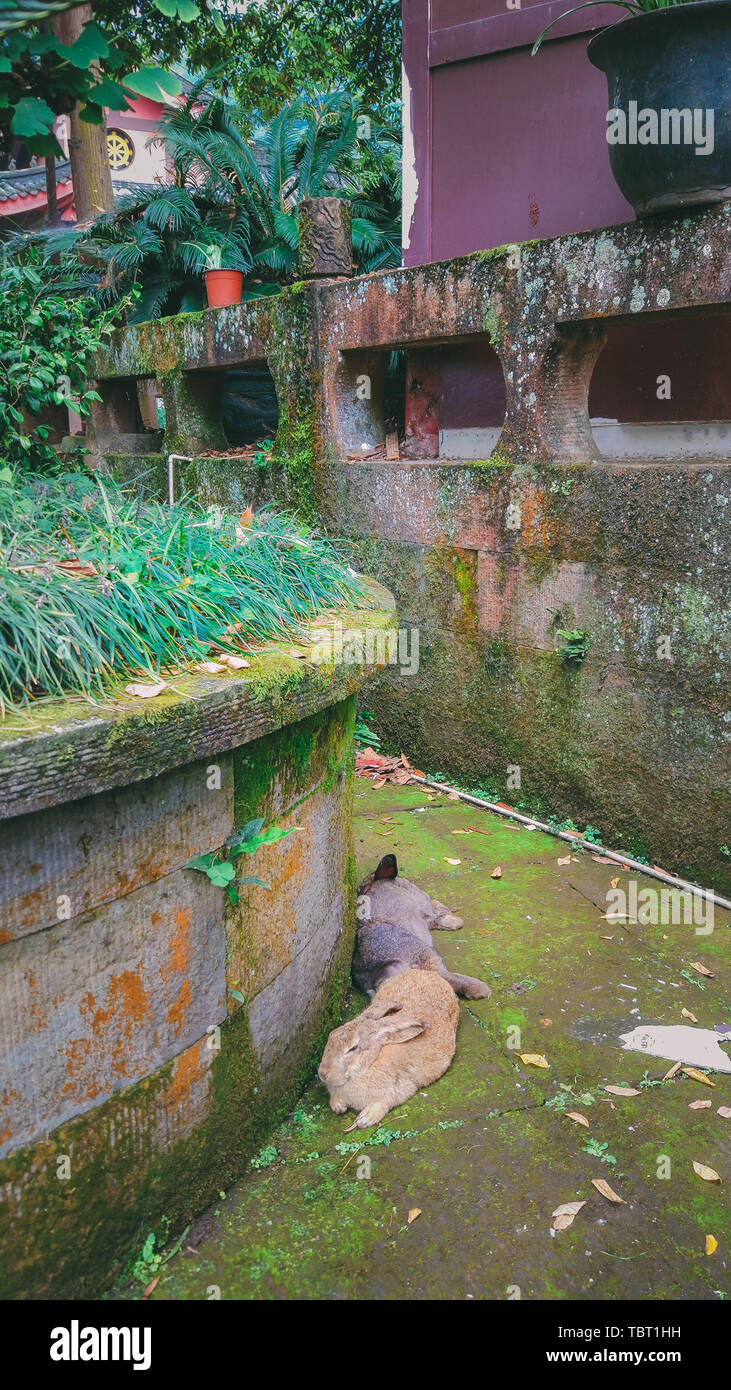 Rabbits in the temple Stock Photo - Alamy