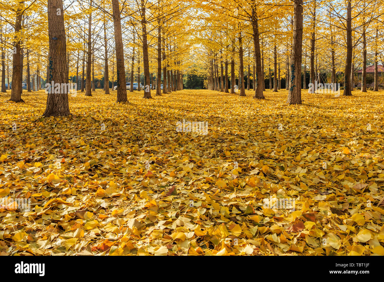 The ginkgo forest in autumn Stock Photo - Alamy