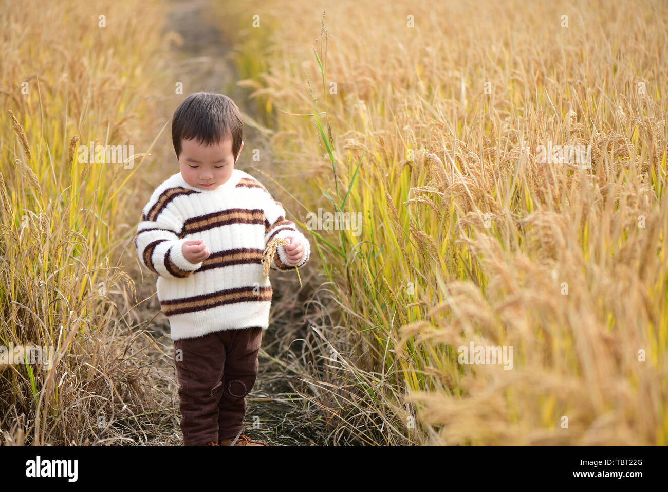 Happy little boy in the rice field Stock Photo - Alamy