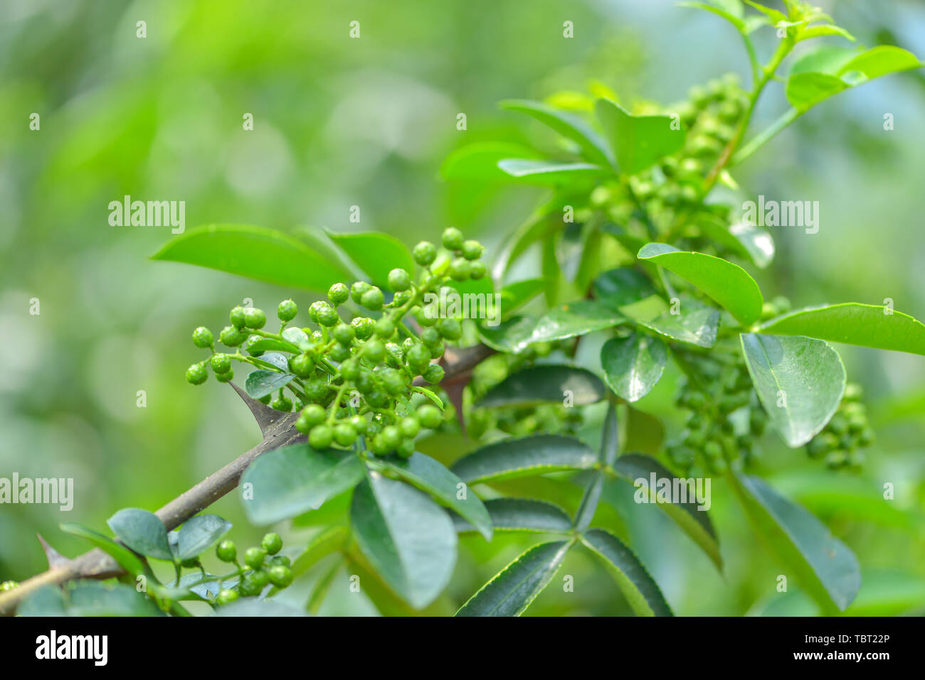 Sichuan pepper tree hi-res stock photography and images - Alamy