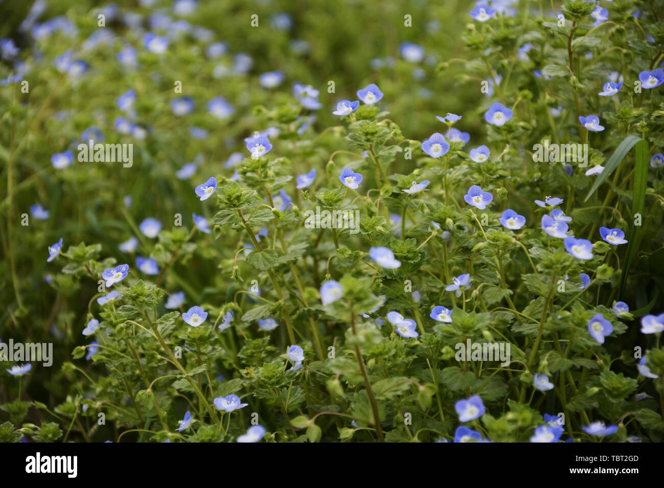 Grass blue flowers, grass background Stock Photo - Alamy