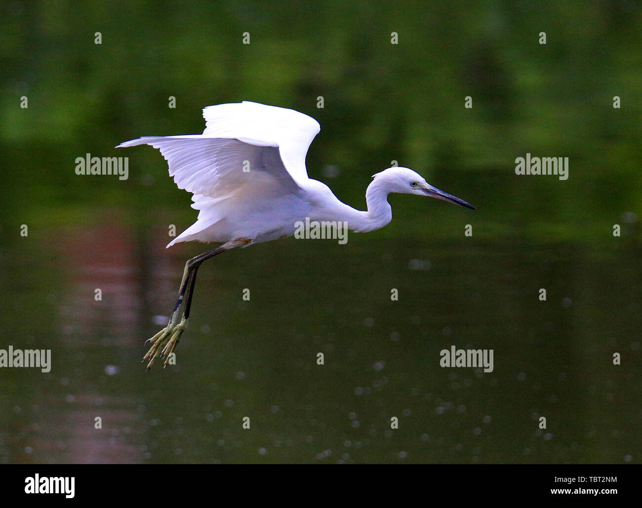 A group of egrets Stock Photo - Alamy