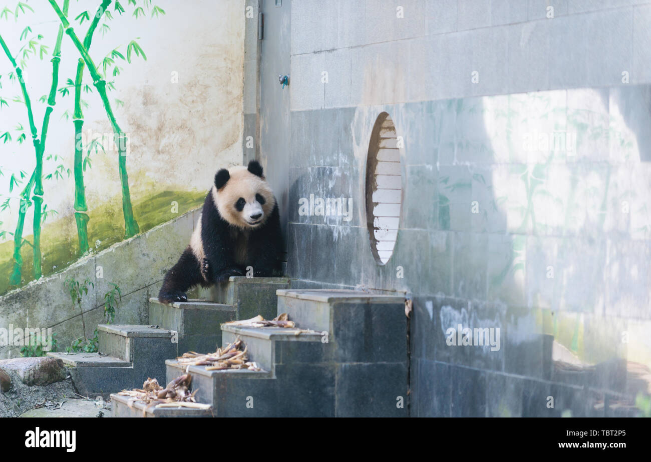 Giant panda base at bifengxia hi-res stock photography and images - Alamy