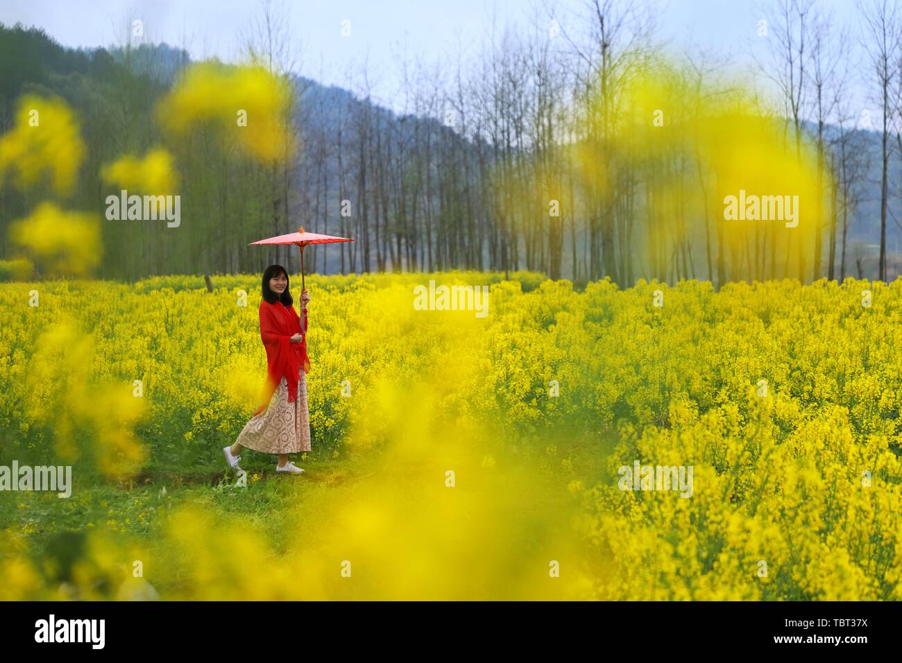 The rape flower blossoms Stock Photo - Alamy