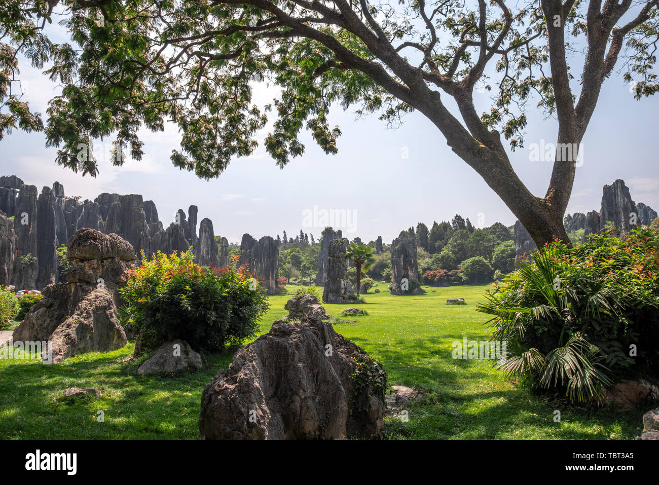 Stone Forest Scenic Area known as the World Geopark in Kunming City ...
