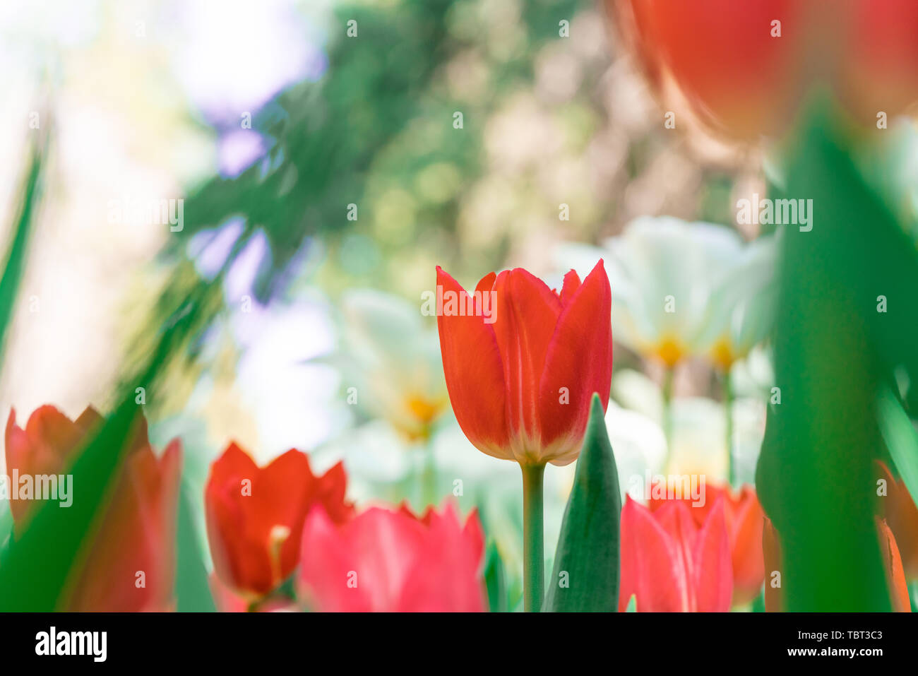 Spring beautiful tulip flowers background material Stock Photo - Alamy