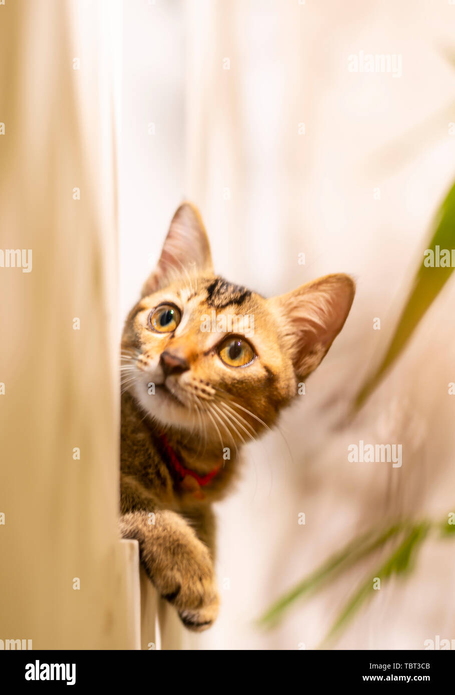 Hey kitty hi-res stock photography and images - Alamy