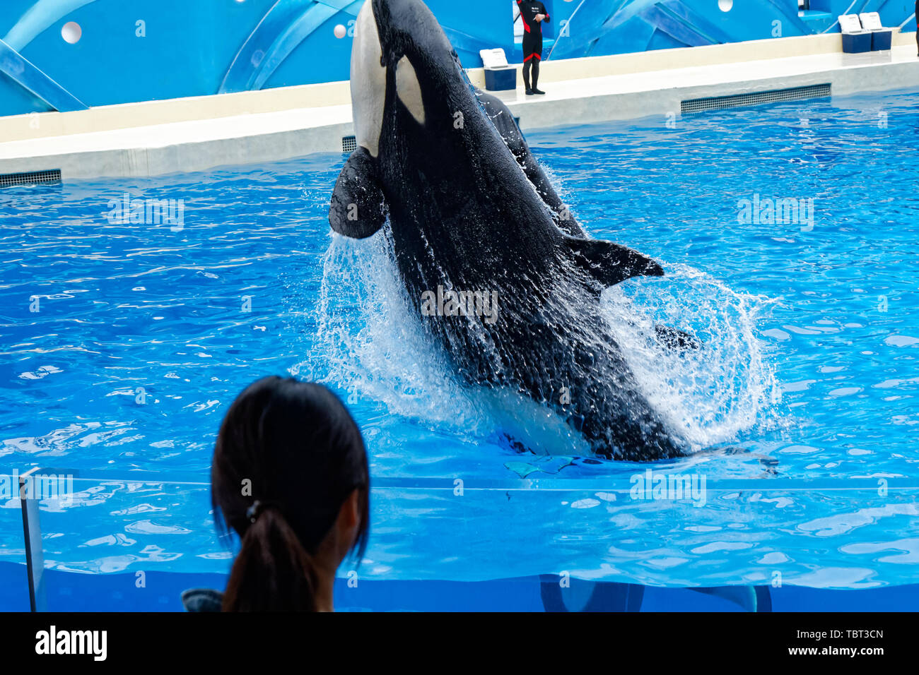 killer whale show Stock Photo - Alamy