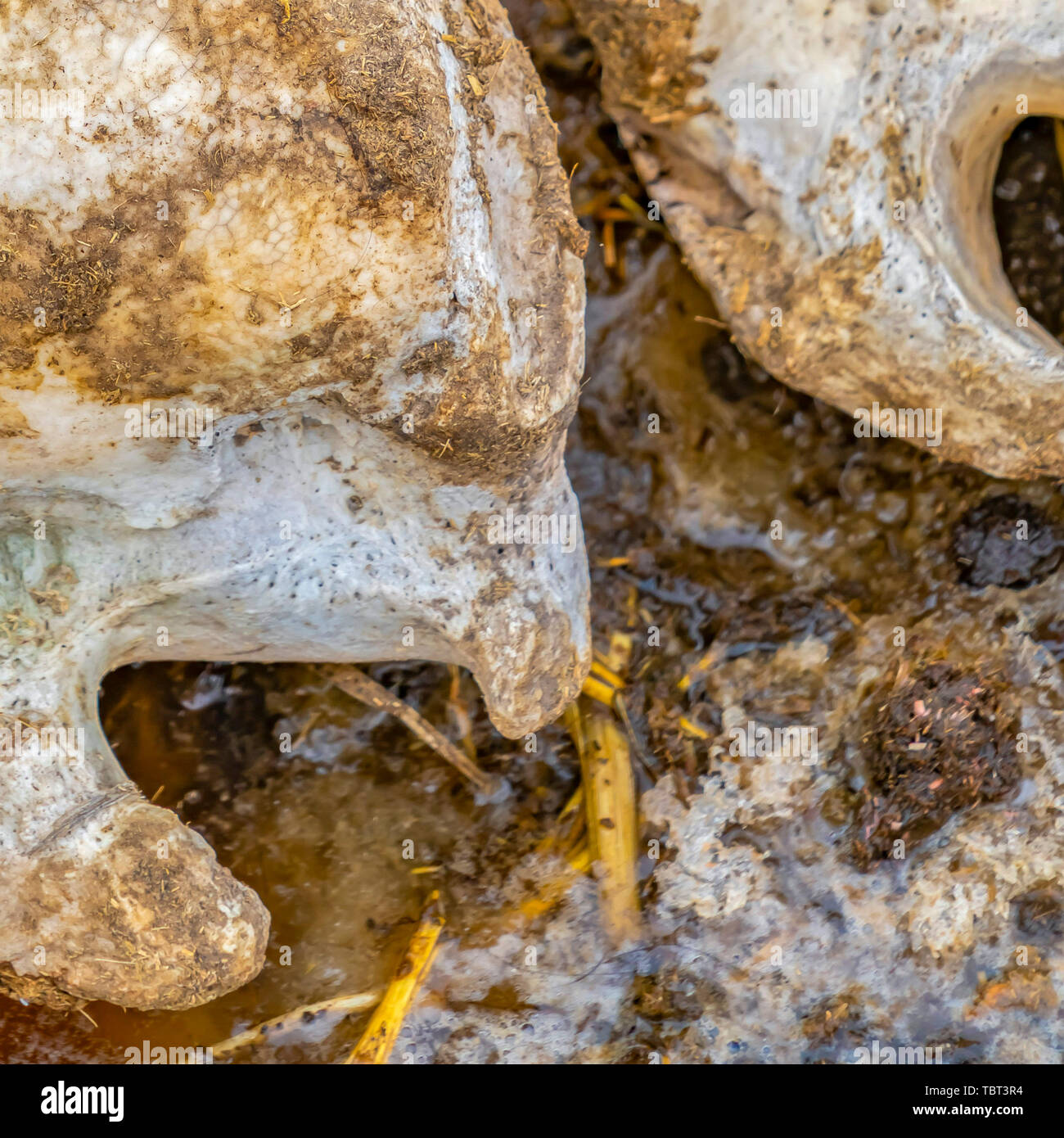 Square frame Close up view of old and rigid bone of a dead animal Stock ...